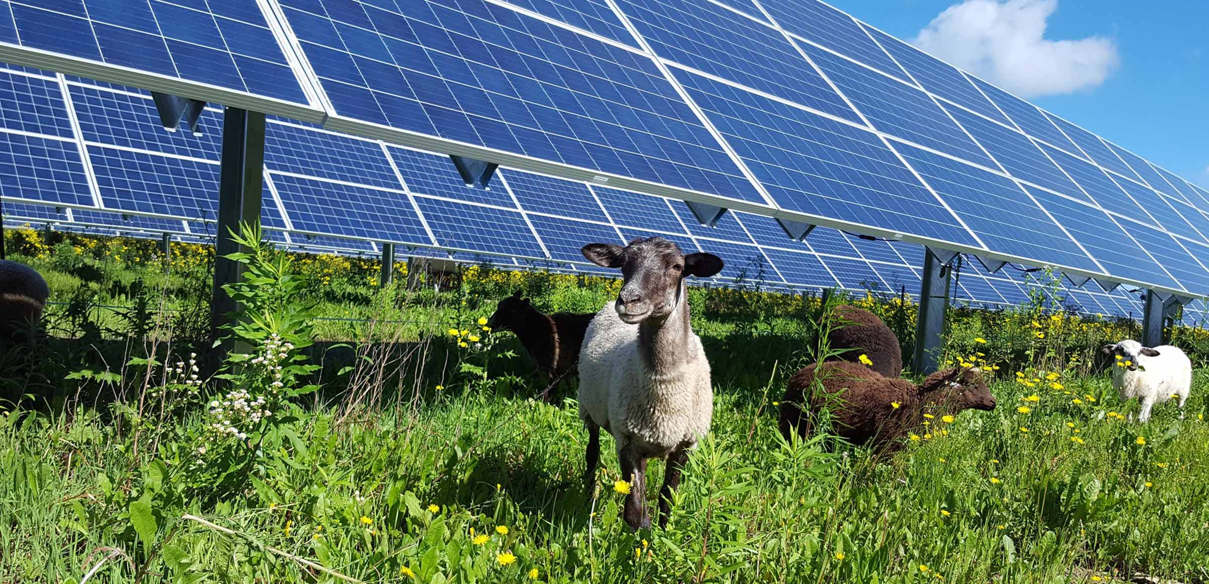 Agrivoltaica, una tendencia mundial que es una oportunidad para argentina